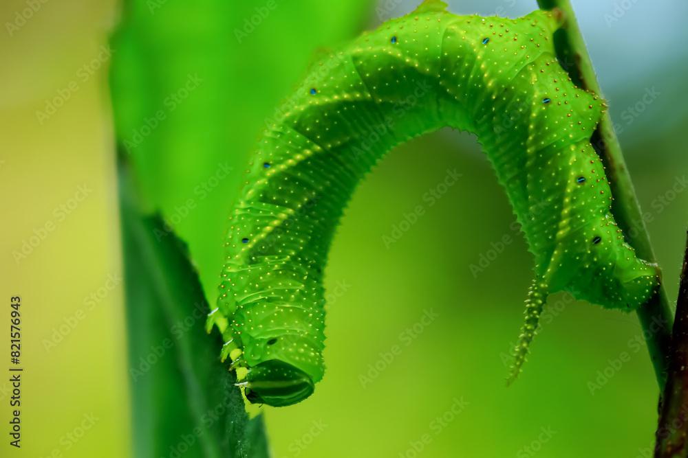 Detailed macro photo of a larva of the family Sphingidae, showing its ...