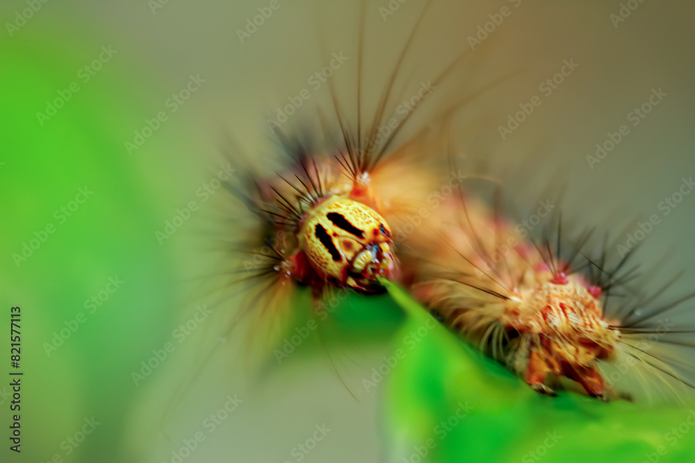 Detailed macro photo of a larva of the family Sphingidae, showing its ...