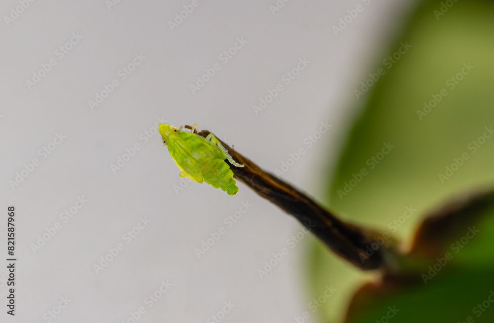 Detailed macro shot of A tea green leafhopper (Jacobiasca formosana ...