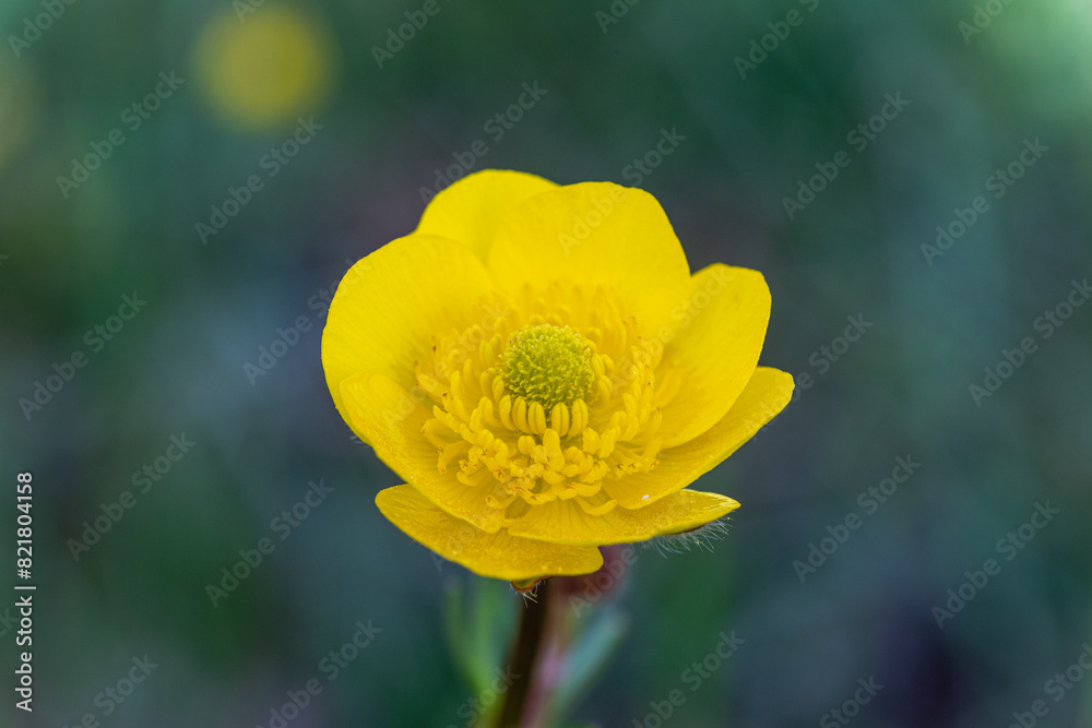 Ranunculus repens. Detail of the flower of the buttercup plant. Stock ...