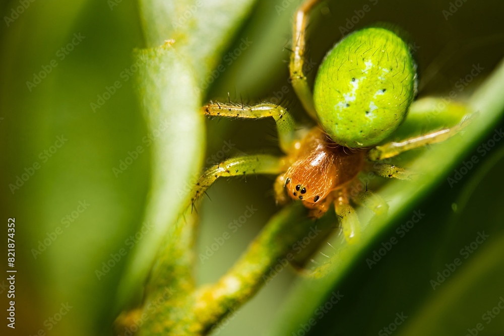 Cucumber Green Orb Spider - Araniella cucurbitina sensu stricto. Green ...