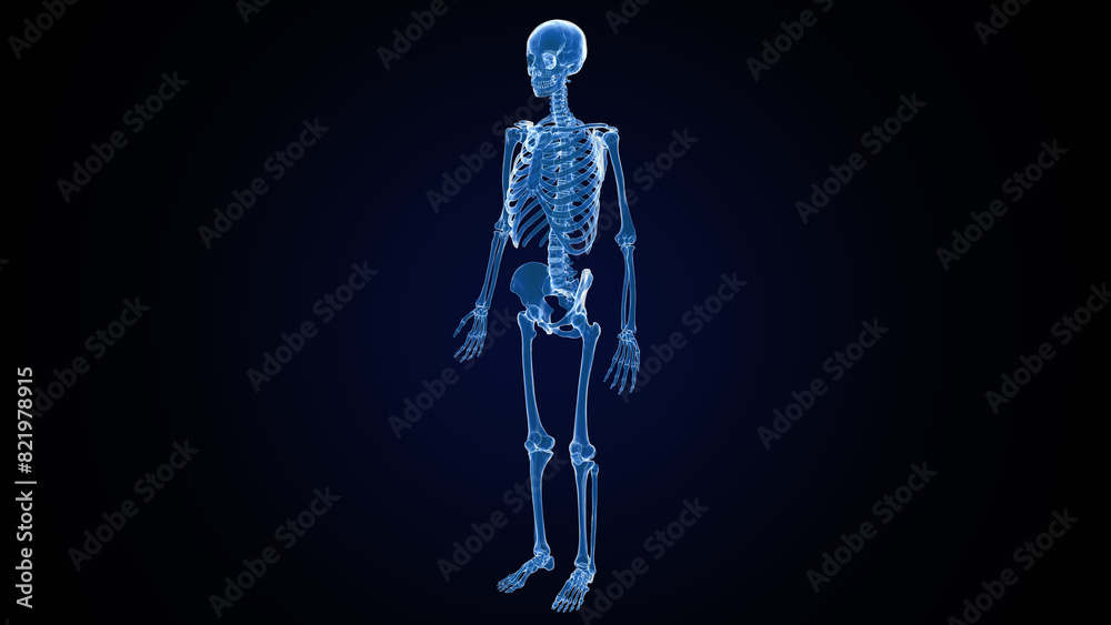 Human skeletal system isolated in blue background 3d illustration Stock ...