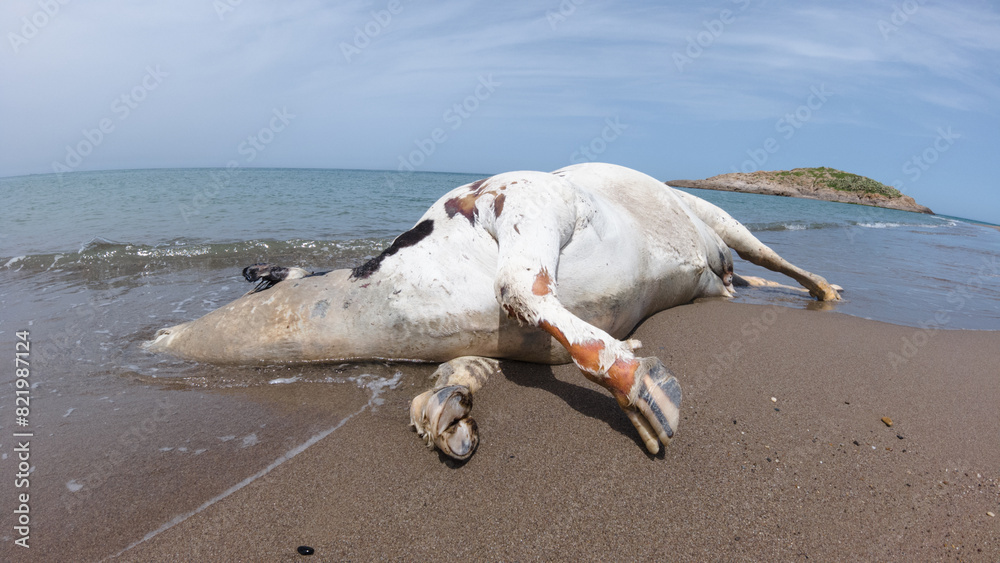dead, cow, animal, dead animal, algeria, death, mammal, corpse ...