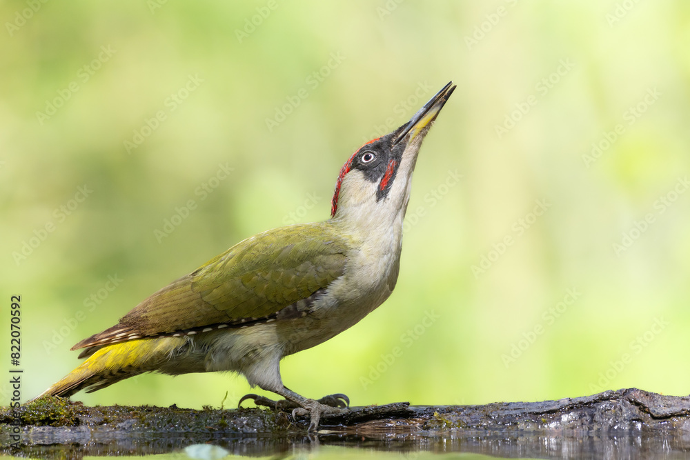 Bird - Green woodpecker Picus viridis on forest pond, bird drinking ...