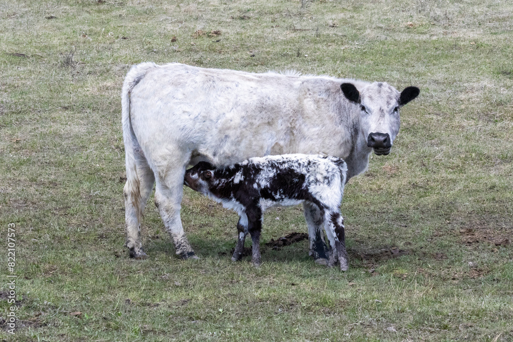 One white mother cow with her black and white spotted offspring ...