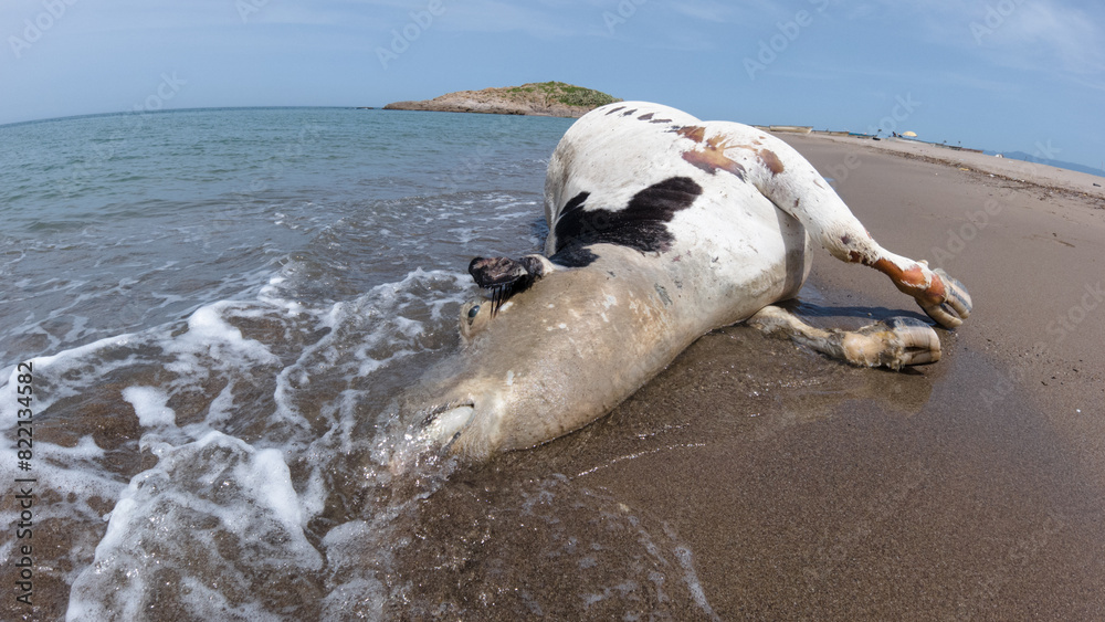 dead, cow, animal, dead animal, algeria, death, mammal, corpse ...