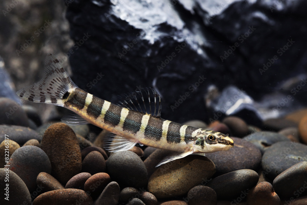 Serpent Loach (Serpenticobitis octozona) beautiful aquarium fish from ...