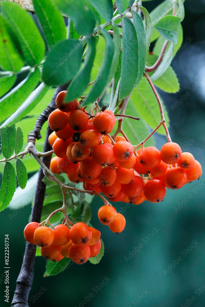 Vogelbeere oder Eberesche (Sorbus aucuparia) Baum mit vielen roten ...