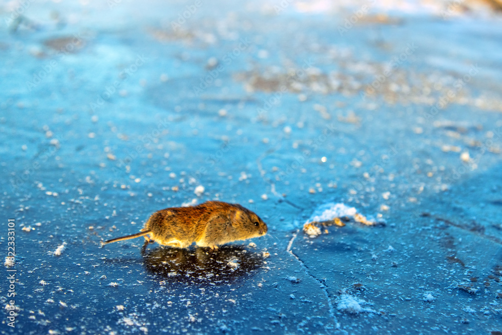 Red-backed vole (Clethrionomys glareolus) runs on ice. Mice migrations ...