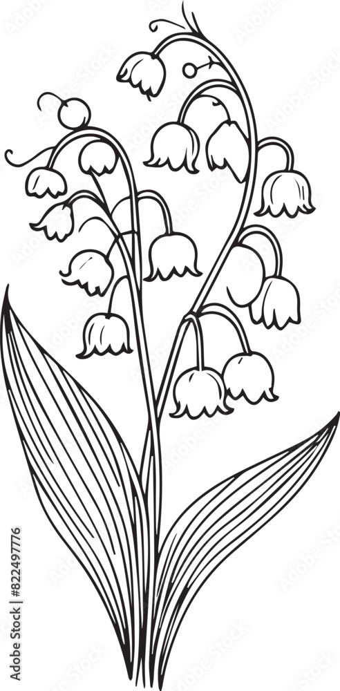 Lily of the Valley flower drawings, Lily of the Valley line drawing ...