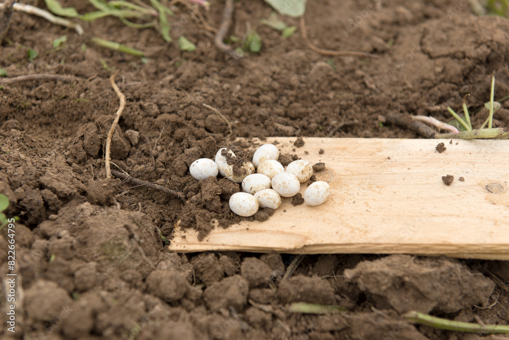 Sand lizard (Lacerta agilis) eggs on sand. Lizard eggs. Lizard eggs on ...