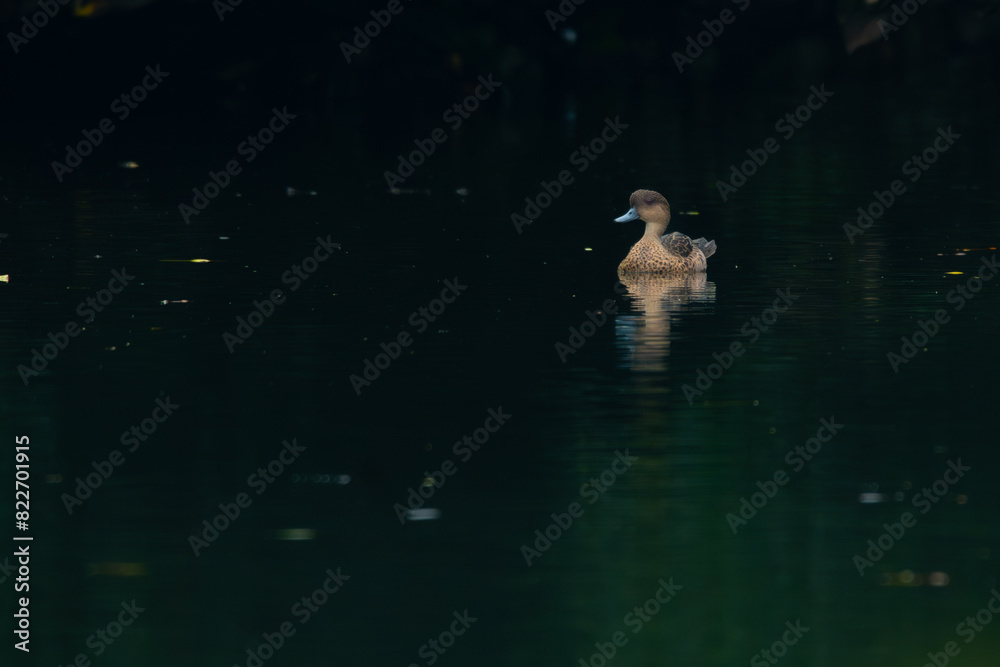 sunda teal, or itik benjut, bebek coklat in indonesian floating on ...