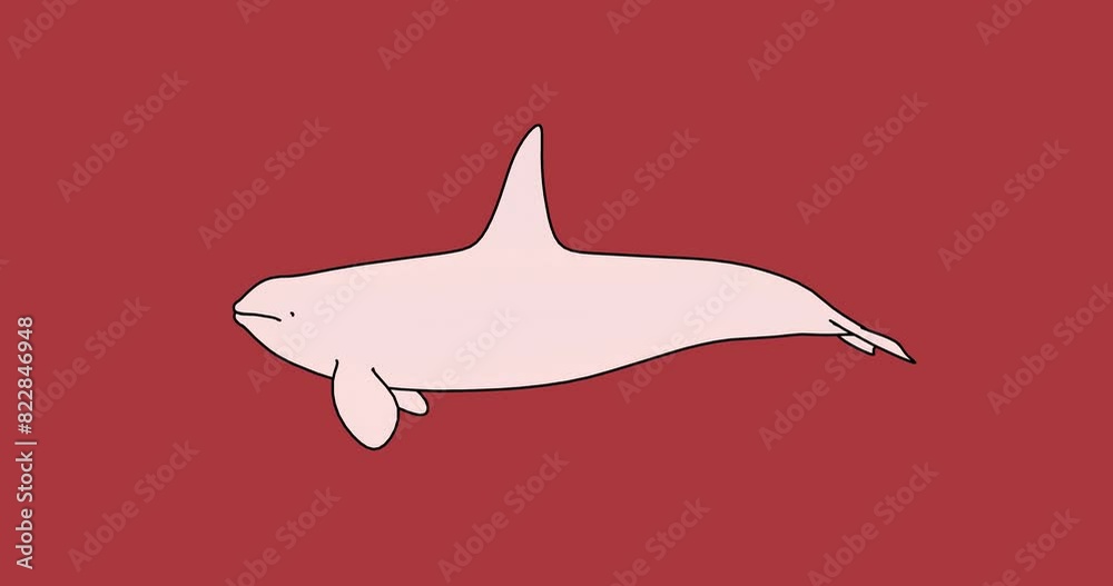 Orca killer whale swimming in line art animation on a red background in ...