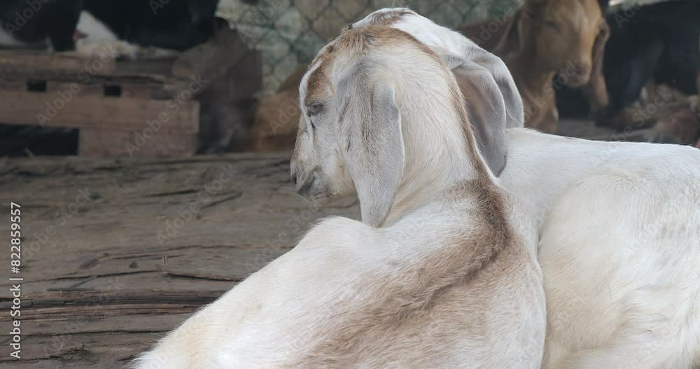 close up view of two young goat kids are lying on their sides inside a ...