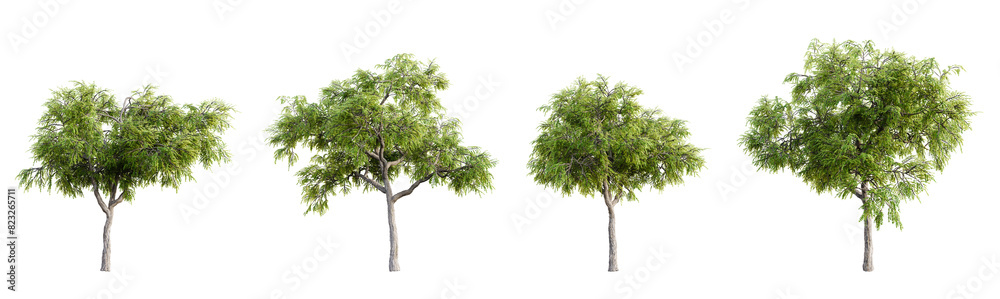 Honey Locust - mesquite tree isolated on transparent background. 3D ...