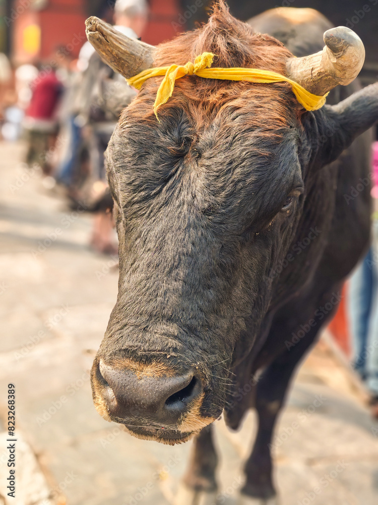 Holy bull at the Pashupatinath temple complex on Bagmati River ...