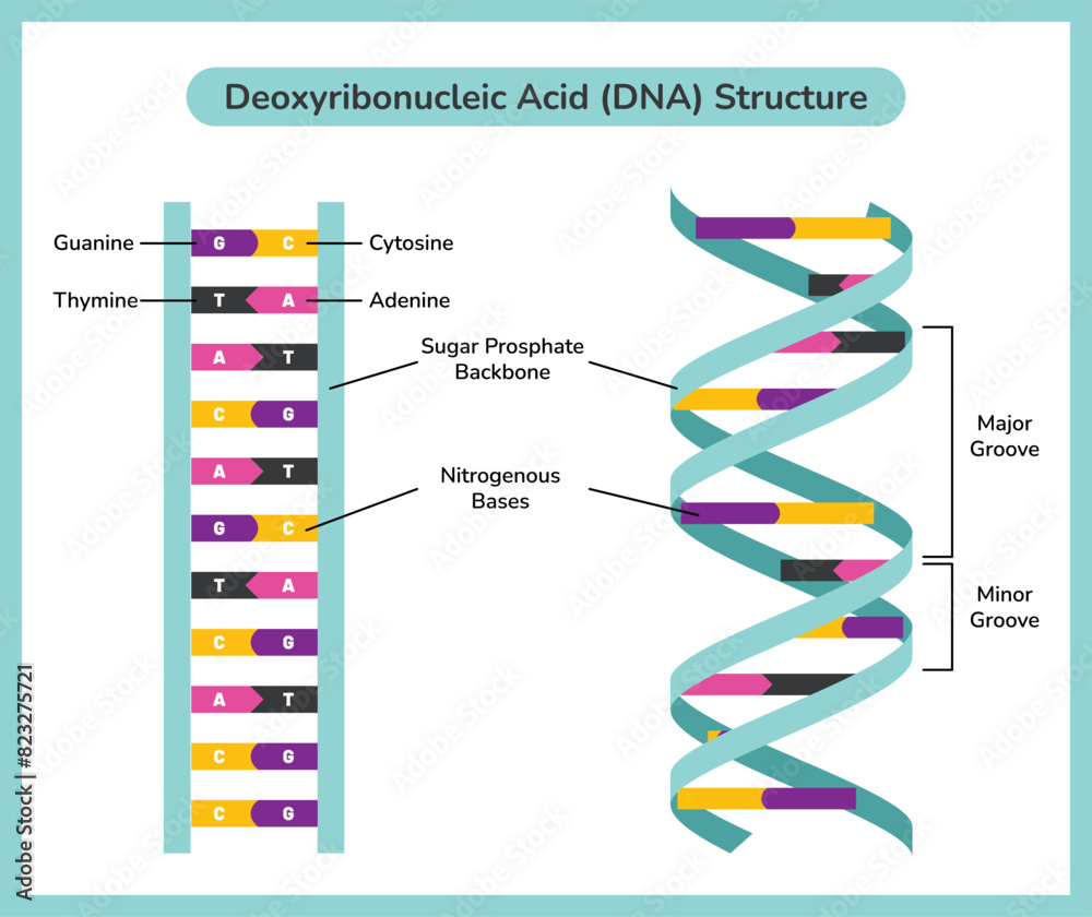 Poster The Chemical Structure Of DNA – Wall Art | UkPosters