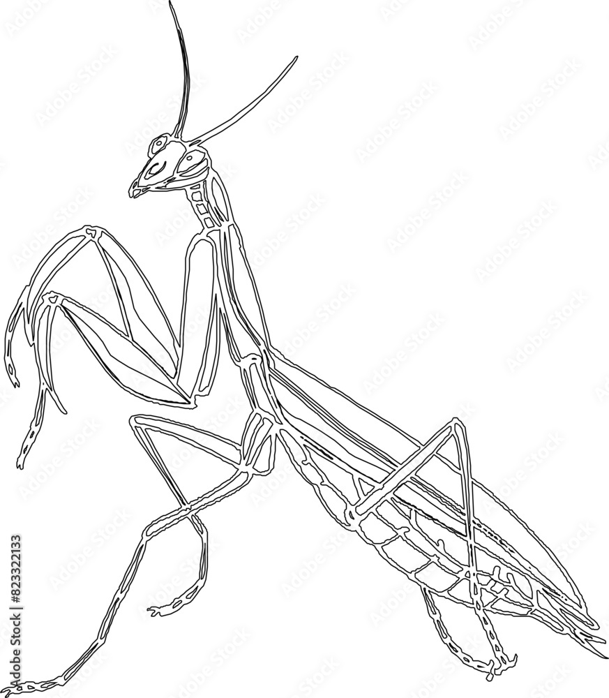 Sketch illustration vector drawing detailed design of praying mantis ...