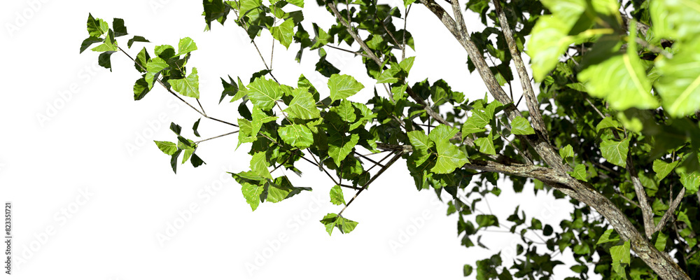 Chlorophyll green leaves tree branches surrounding isolated on ...