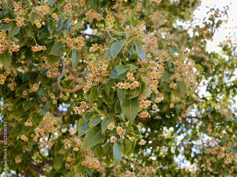 Flowering kurrajong (Brachychiton populneus), found naturally in ...