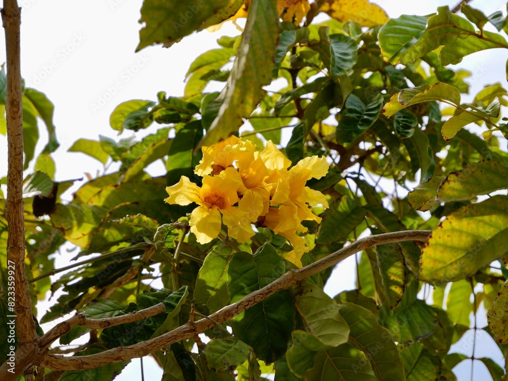 Flowers of araguaney, yellow ipê or guayacán, chonta quiru, tajibo, ipê ...