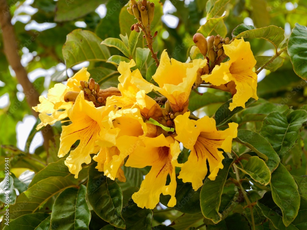Flowers of araguaney, yellow ipê or guayacán, chonta quiru, tajibo, ipê ...