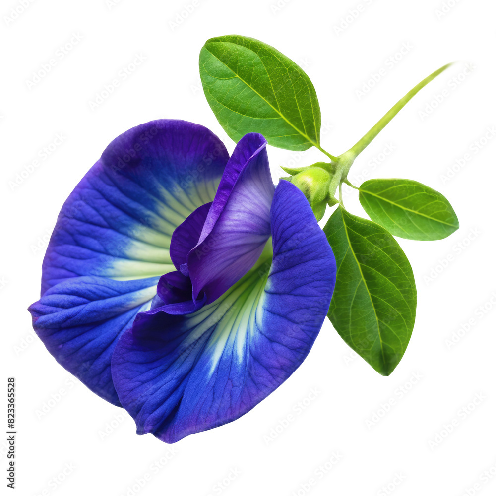 Butterfly Pea Flower and Leaves Isolated on White Transparent ...
