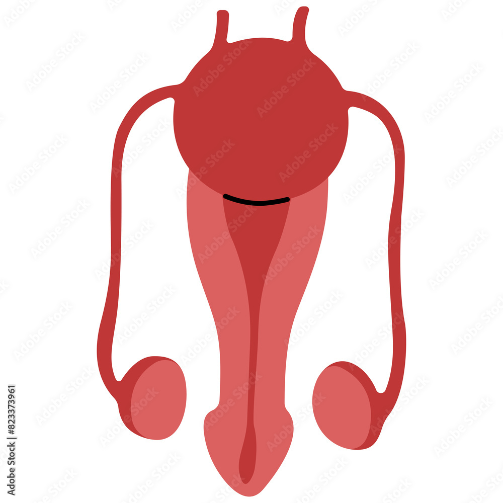 Male reproductive system, PNG illustration. Stock Illustration | Adobe ...