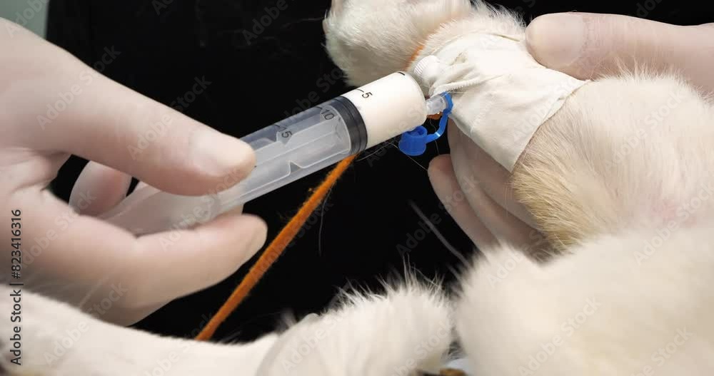 Close-up of anesthesia medication being administered into an ...