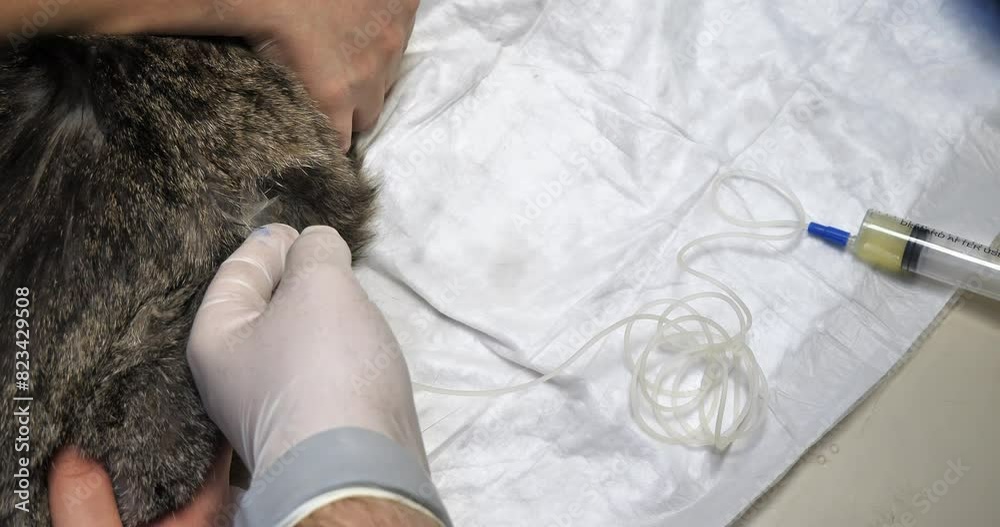 The veterinarian drains ascites fluid from the abdominal cavity of a ...