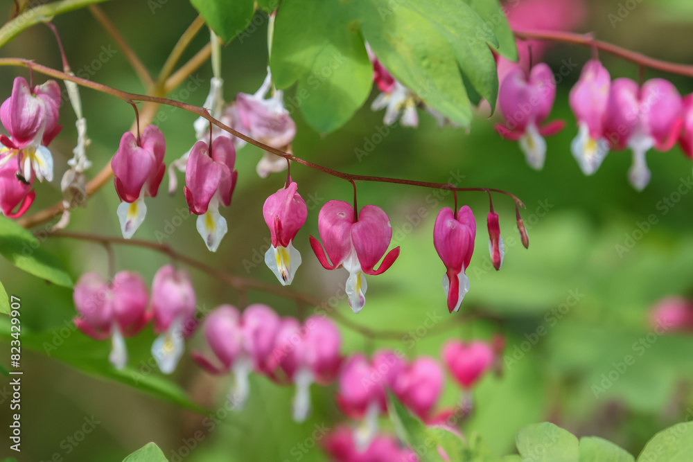 Lamprocapnos spectabilis, bleeding heart, fallopian buds or Asian ...