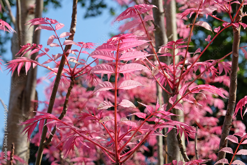 Pink leaves of Toona sinensis ‘Flamingo’, also known as a Chinese Cedar ...