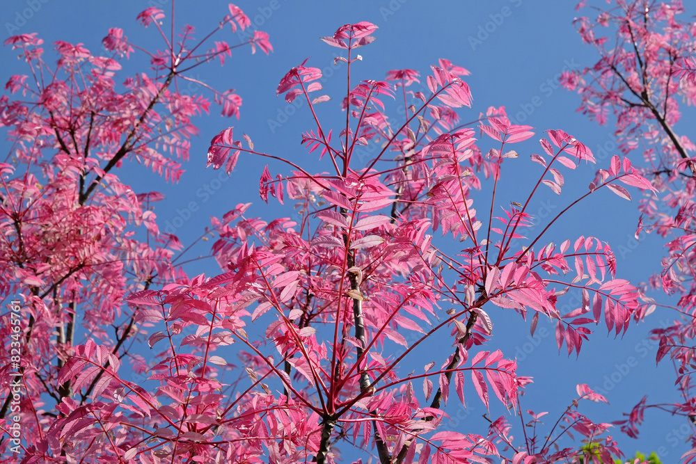 Pink leaves of Toona sinensis ‘Flamingo’, also known as a Chinese Cedar ...