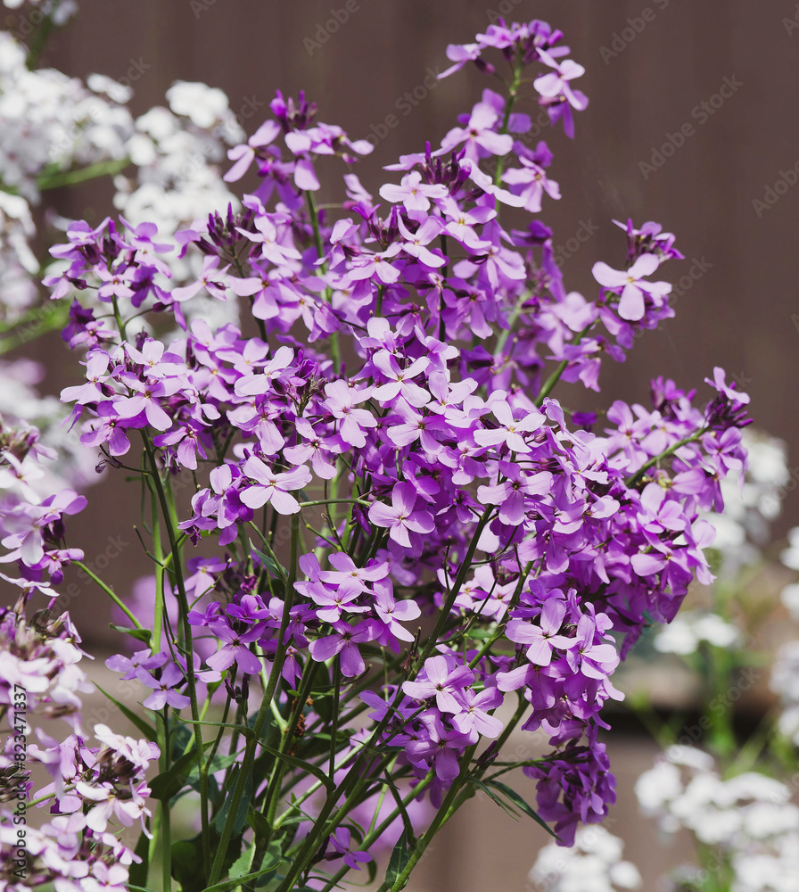 (Hesperis matronalis) A mound of purple-lilac flowers of Dame's rockets ...