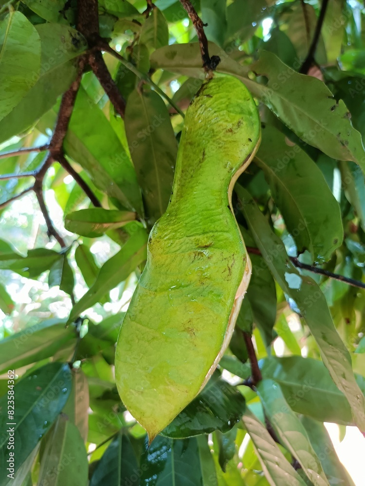 Natural Saraca Asoca Seeds stock in photos Stock Photo | Adobe Stock