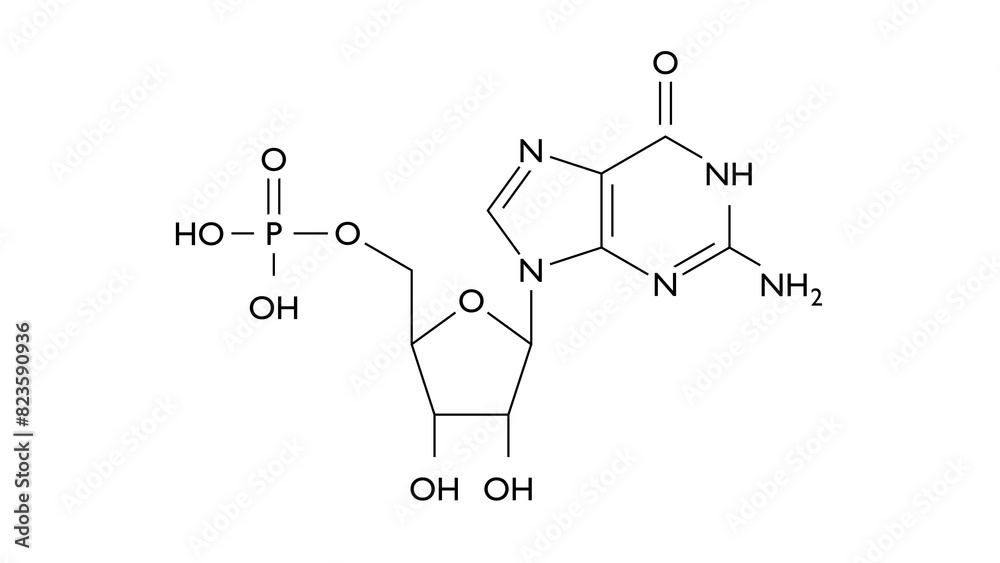 guanosine monophosphate molecule, structural chemical formula, ball-and ...