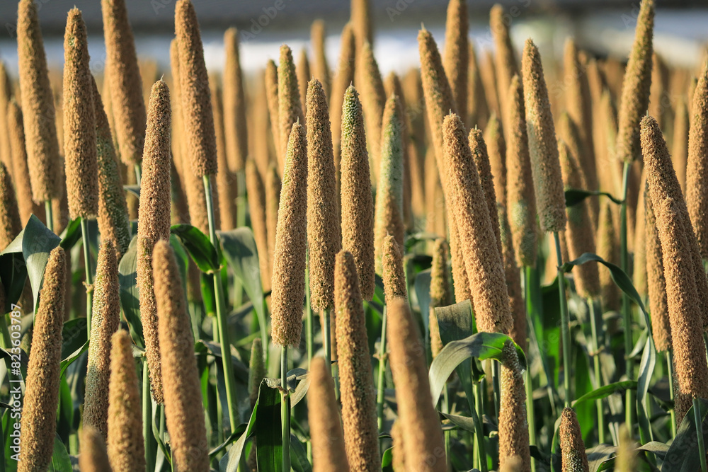 Lovely view of millet stallks. millet or sorghum plant views in a ...