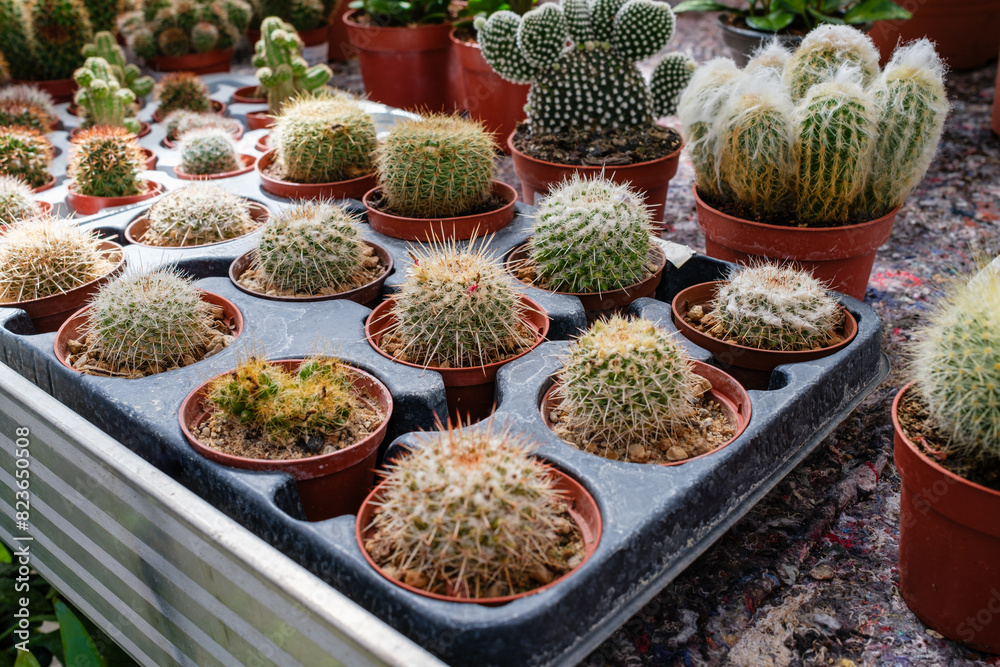 Buying a cactus. Different types of small cacti plants for sale at the ...