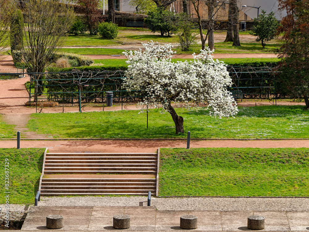 Tree in full blown in Lyon roman theater park "Lugdunum", empty stair ...