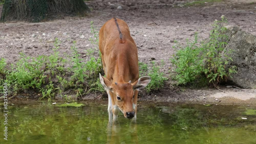 Young baby Banteng, Bos javanicus or Red Bull. It is a type of wild ...