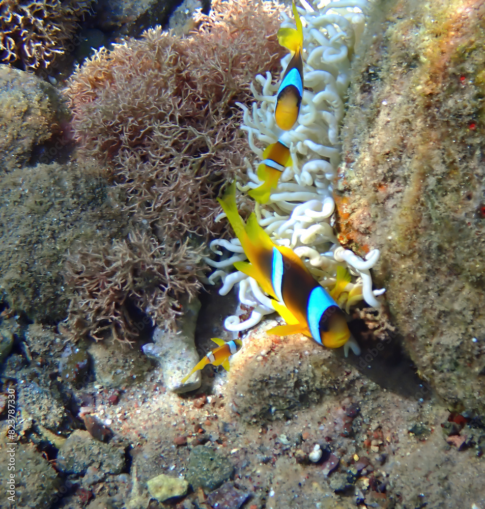 Clown-fish (Amphiprion bicinctus) inhabits coral reefs, it belongs to ...