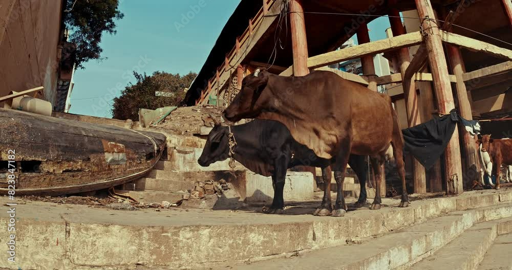 Varanasi, Uttar Pradesh, India. Cows looking for feed on ghat steps on ...