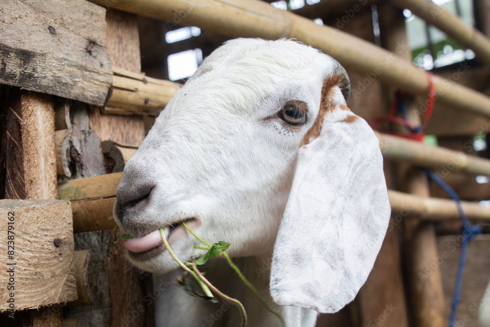 closeup of a female bur type goat native to Indonesia, goat in a feed ...