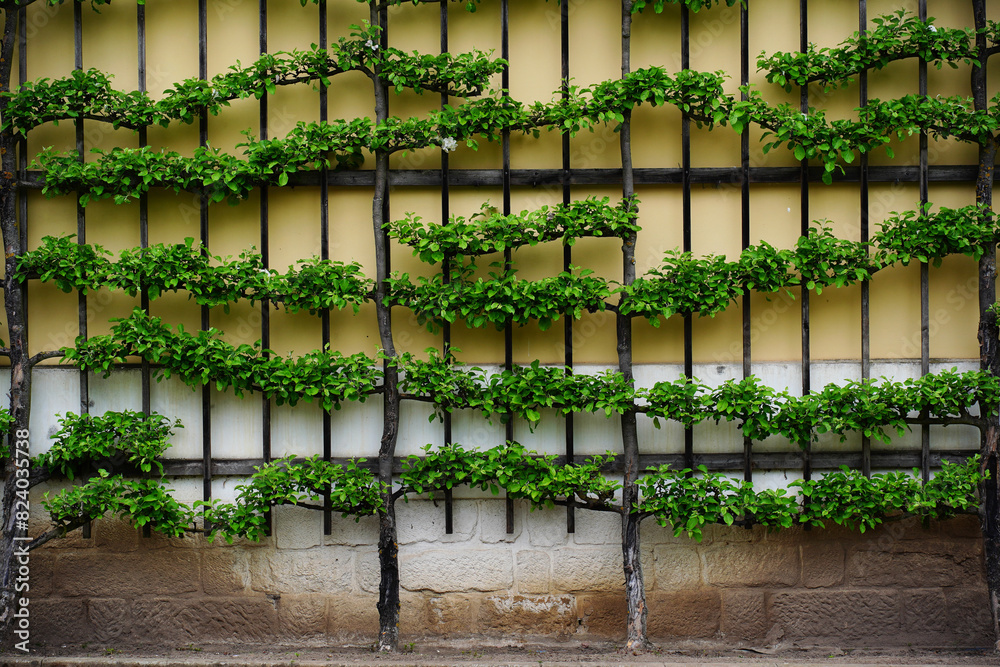 Yellow wall with trees, trained in art of espalier cultivation grow ...