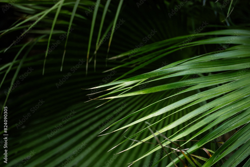 Evergreen palm trees, bushes in deep forest, wood. Plants grow in a ...