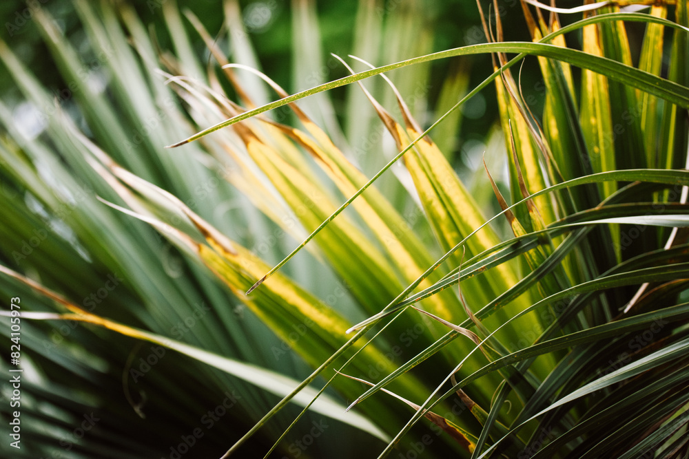 Trachycarpus fortunei, Chinese windmill evergreen palm tree, bush ...