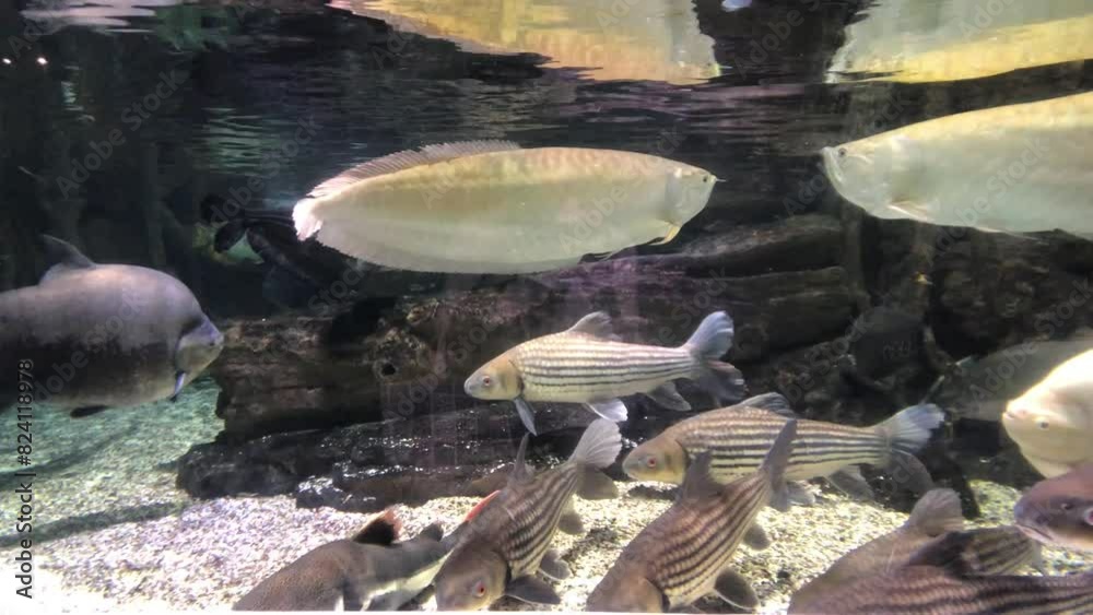 Arowana Silver albino, giant pangasius, giant Pacu, Tambaqui Albino ...