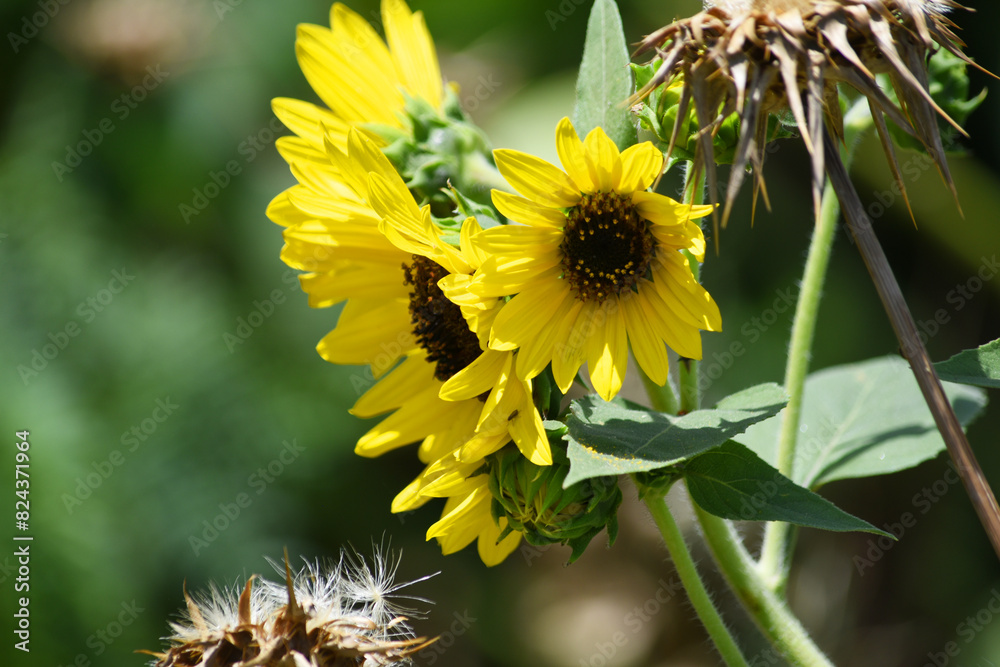 Closeup of a sunflower growing in a field of sunflowers during a nice ...