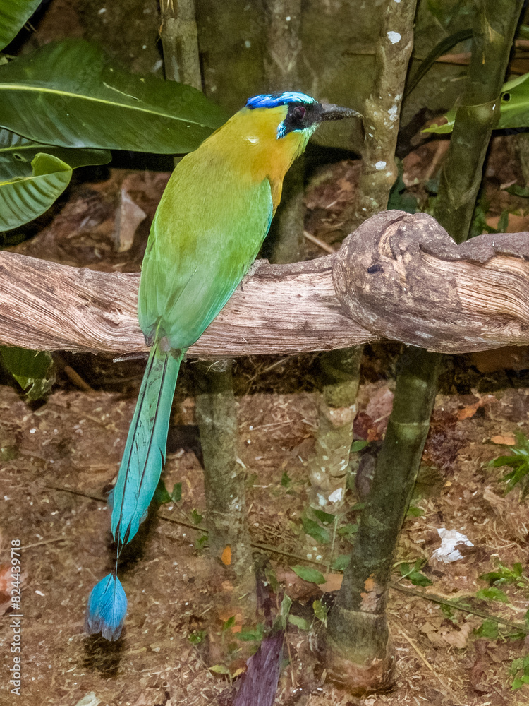 Lesson's Motmot Momotus lessonii in Costa Rica Stock Photo | Adobe Stock