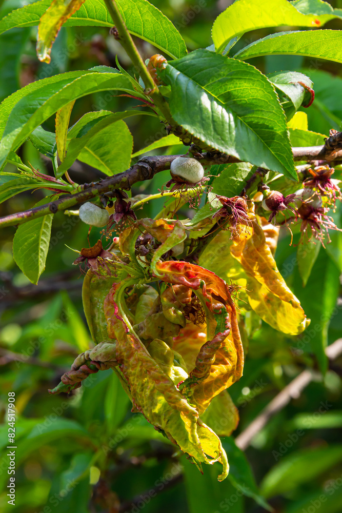Peach leaf curl. Fungal disease of peaches tree. Taphrina deformans. Peach tree fungus disease ...